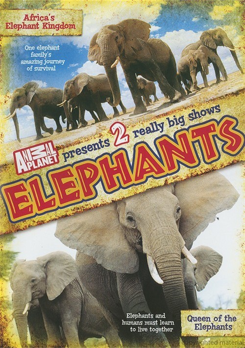 Elephants (DVD) | DVD Empire